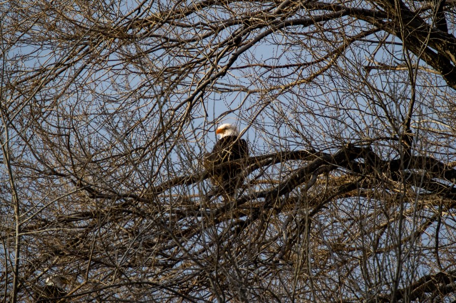 Eagle Tree – Hagerman/Wendell – Earth to Sarah